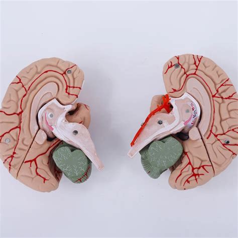 Human Brain Model Simulation Life Size Life Size Brain Model Toy £50 83