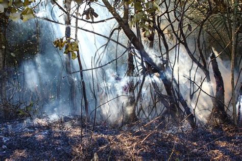 A Wildfire Destroying Trees And Everything In Its Path Stock Image