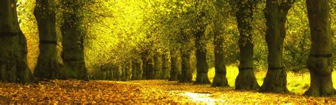 배경 화면 가을 나무 노란 단풍 단풍 경로 5120x2880 Uhd 5k 그림 이미지