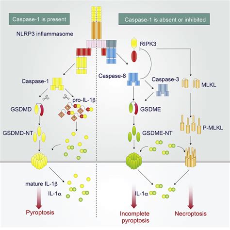 GSDME Dependent Incomplete Pyroptosis Permits Selective IL 1α Release