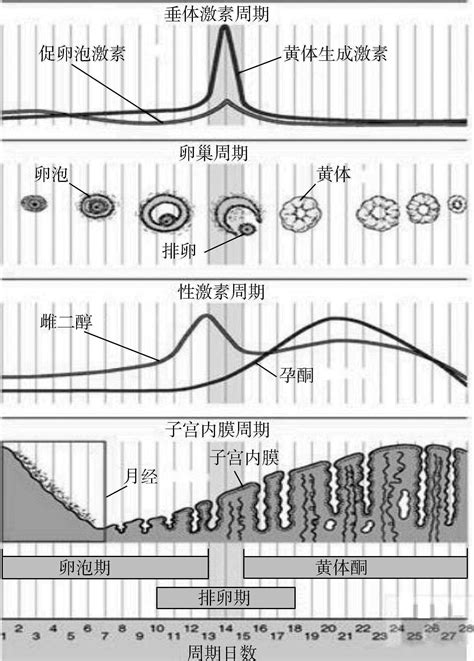 第二节 女性生殖系统生理 临床执业 含助理 医师综合笔试 医学