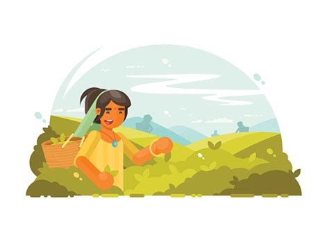 背着背篓摘茶叶的女性矢量素材茶山茶树背篓采茶人摘茶叶的人卡通人物卡通插画矢量人物矢量素材