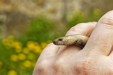 Anguis Fragilis Background Images Hd Pictures And Wallpaper For Free