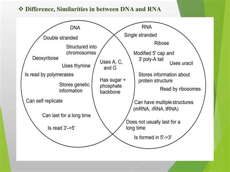 Dna And Rna Structure Functions Types Difference Similarities