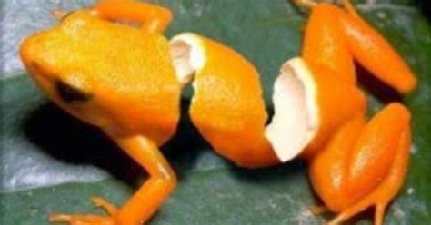 Oronge Album On Imgur