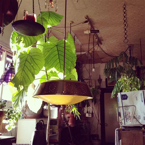 On Walls観葉植物植物アンティーク照明のインテリア実例 2015 02 06 162756 Roomclip
