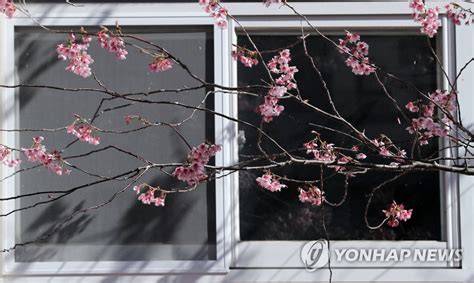 문 닫은 학교 창밖에 찾아온 봄 연합뉴스