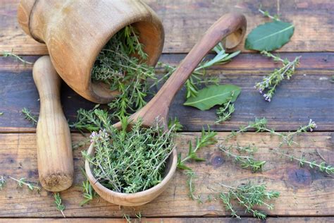 Découvrez les propriétés et bienfaits de l arum une plante aux