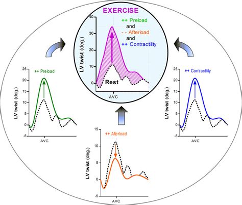 Influence Of Preload Afterload And Contractility On Lv Twist Top