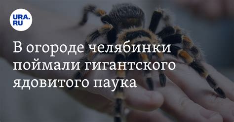 В огороде челябинки поймали гигантского ядовитого паука Фото видео