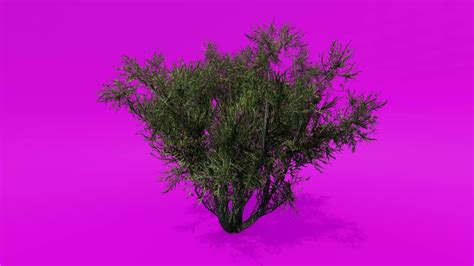 Tree Animation African Olive Olea Europaea Subsp Cuspidata E