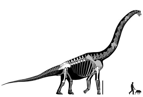 How Did The Horrible Yale “brontosaurus” Skull Come To Be Sauropod