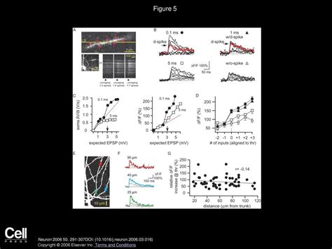 Attila Losonczy Jeffrey C Magee Neuron Ppt Download