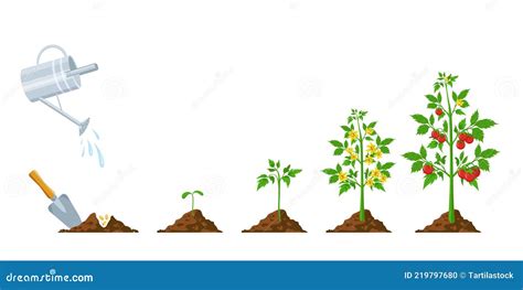 Tomato Growth Stages Of Plant Seeding Flowering And Fruiting