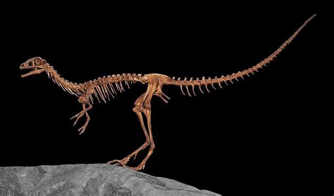 Compsognathus Dinosaurs