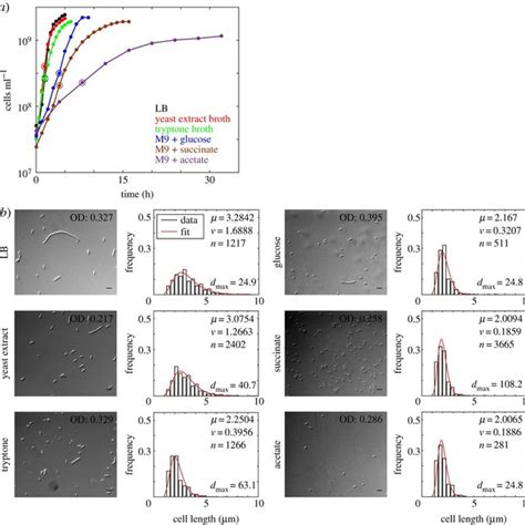 Growth Rate And Cell Size Distributions A The Growth Log10 Cell Download Scientific Diagram
