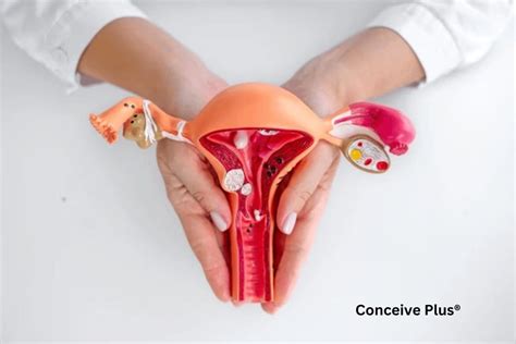 Uterus And Cervix Anatomy Role Importance Conceive Plus®