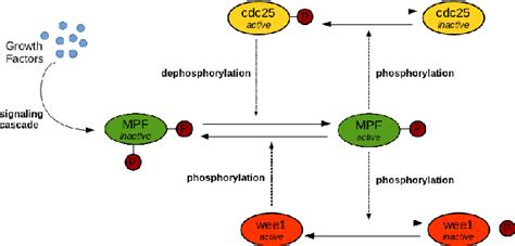 Figure 1 From A Comprehensive Reduced Model Of The Mammalian Cell Cycle