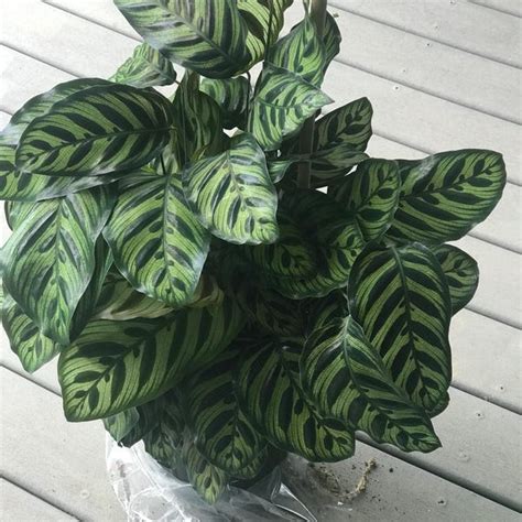 Calathea Peacock Makoyana Prayer Plant Live Tropical Houseplant