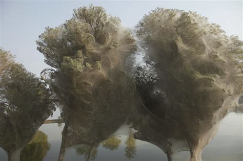 Trees Cocooned In Spiders Webs After Flooding In Sindh Pa Flickr