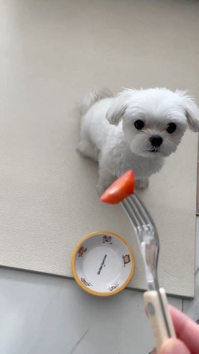 귀여운강아지 말티즈 두부 딸기먹방 Youtube