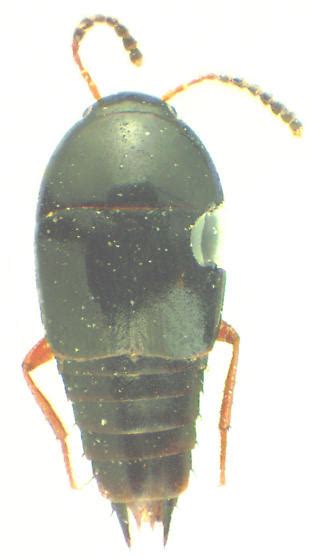 Tachinomorphus Bugguide Net