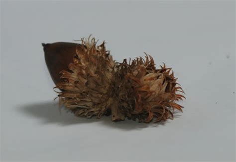 北海道の樹木ウォッチングカシワ2 井伊影男の植物観察