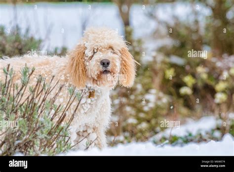 Cockapoo Puppy Playing In A Fresh Layer Of Snow For Its First Time