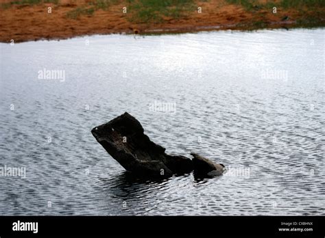 A Tree Trunk In Water Stock Photo Alamy