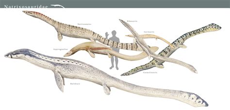 Natrixosauridae Drachen Wiki Fandom Powered By Wikia
