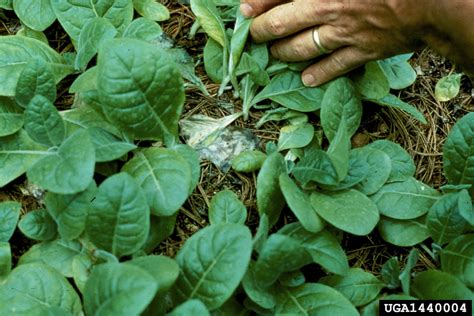 Pythium Diseases Genus Pythium