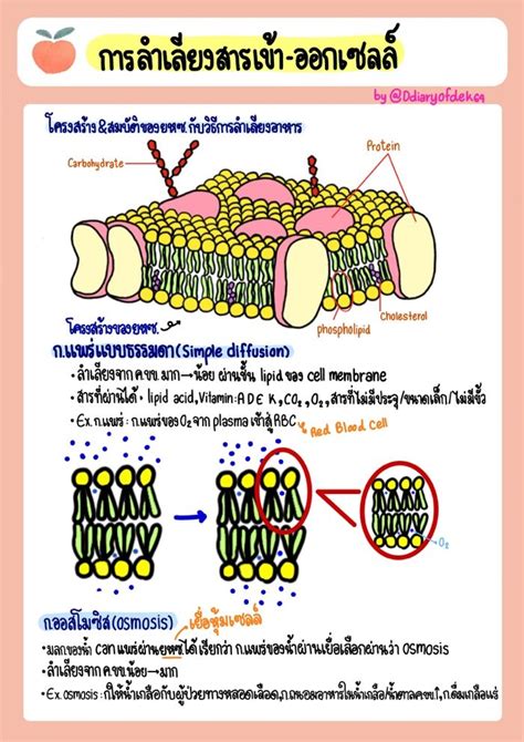การลำเลียงสารเข้าออกเซลล์ Clearnote วิทยาศาสตร์กายภาพ ชีววิทยา