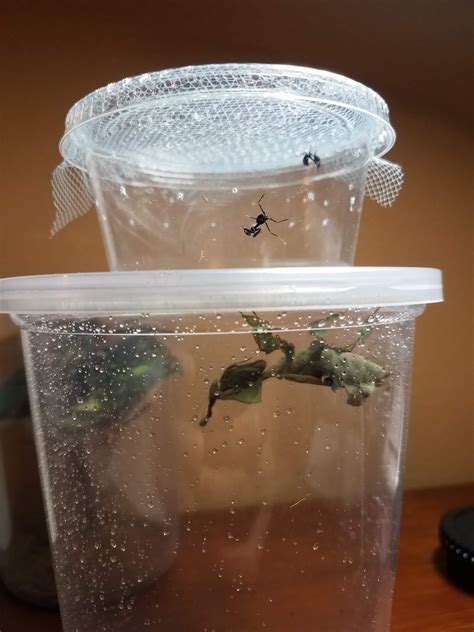 Size Comparison Of Adult And L1 Ghost Mantis R Mantids