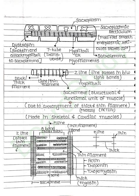 Ncert Class 11 Biology Locomotion And Movement Notes Pdf Handwritten