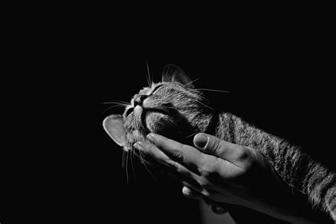Foto Em Tons De Cinza De Gato Malhado · Foto Profissional Gratuita