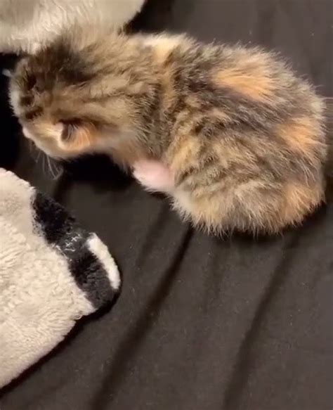 Dramatic Kitten Does A Fall Youtube