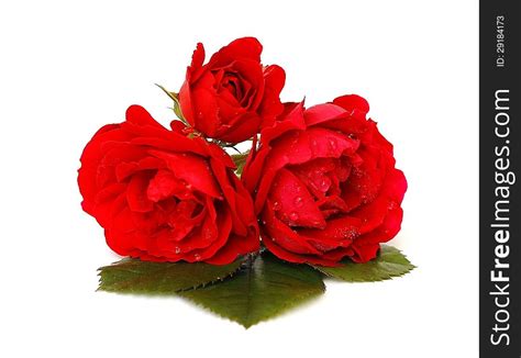 66 Three Red Roses White Background Free Stock Photos StockFreeImages