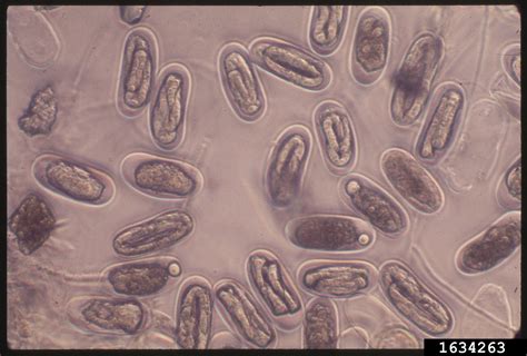 Southern Root Knot Nematode Meloidogyne Incognita Kofoid And White