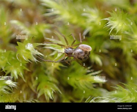 Tenuiphantes Arachnida Central Vancouver Vancouver Bc Canada