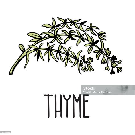 백리향 풀의 녹색 장식 비문이 있는 식물의 벡터 일러스트 레이 션 건강관리와 의술에 대한 스톡 벡터 아트 및 기타 이미지 건강관리와 의술 관목 꽃 나무 Istock