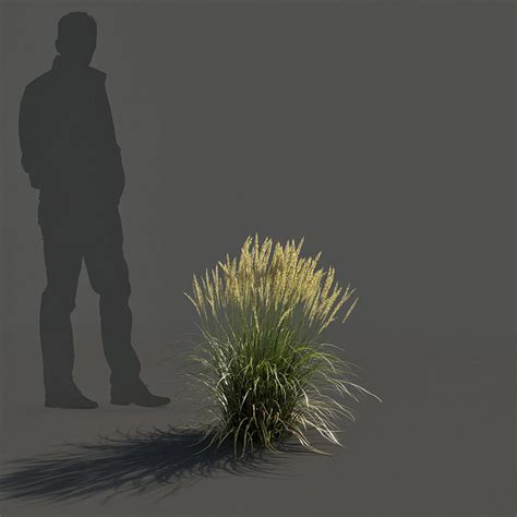 Feather Reed Grass Calamagrostis Acutiflora 3d Model Cgtrader