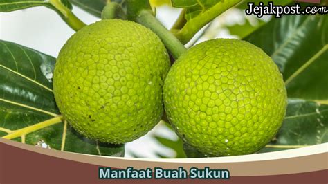 Ketahui Manfaat Buah Sukun Yang Luar Biasa Penting Bagi Kesehatan Anda
