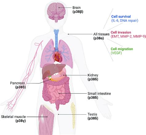 P38 Distribution And Function The P38 Mapks Include 4 Isoforms α β