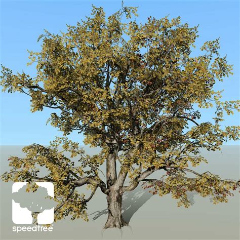 Alder Hero Fall St Speedtree