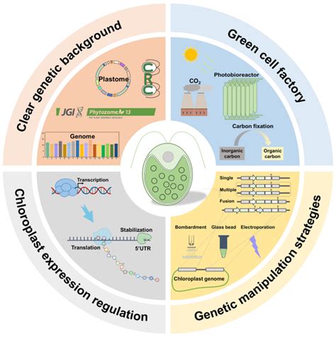 利用有前途的细胞工厂：莱茵衣藻叶绿体，实现高价值重组蛋白的绿色生物制造 Bioresources And Bioprocessing X Mol