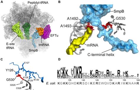 Tmrna And Smpb Binding In The Decoding Center A Crystal Structure Of