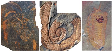 Fossil Site Reveals Giant Arthropods Dominated The Seas 470 Million