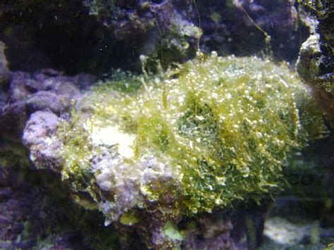 Dinoflagellates Aquarium