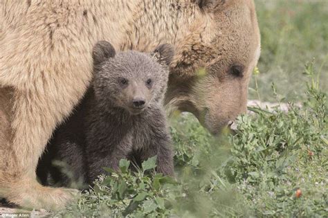 Bear Held Captive In Cage In Armenia Gives Birth To Two Bear Cubs