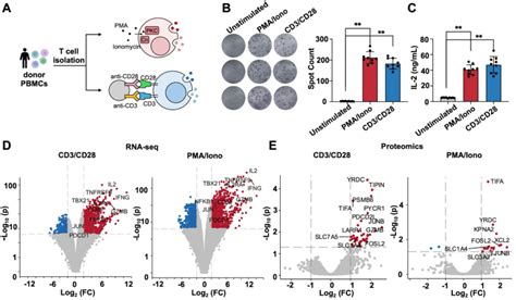 Proteogenomics Reveals Microproteins In Activated T Cells Pmc